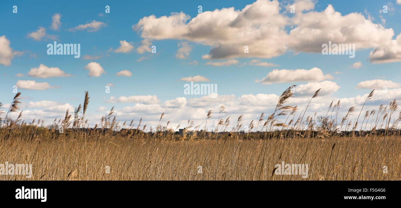 Marsh reeds hi-res stock photography and images - Alamy