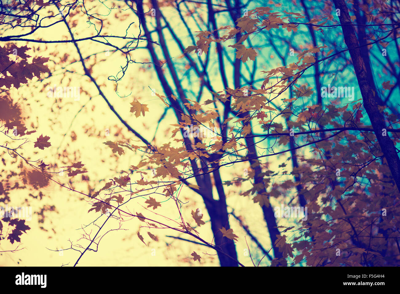 Autumn background yellow park nature Stock Photo - Alamy