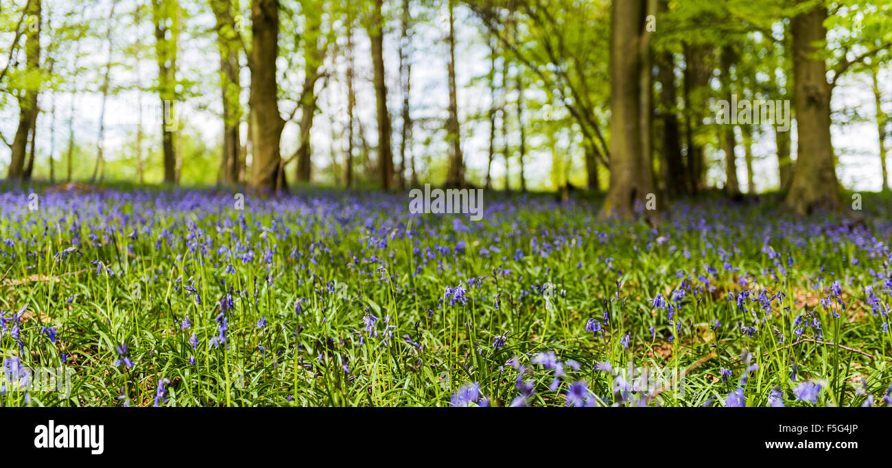 Kings wood challock kent hi-res stock photography and images - Alamy