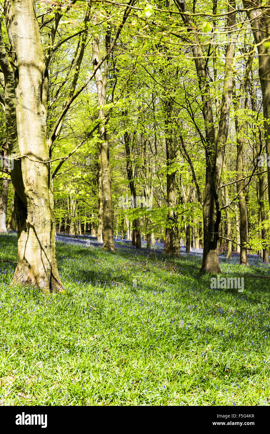 Challock kent hi-res stock photography and images - Alamy