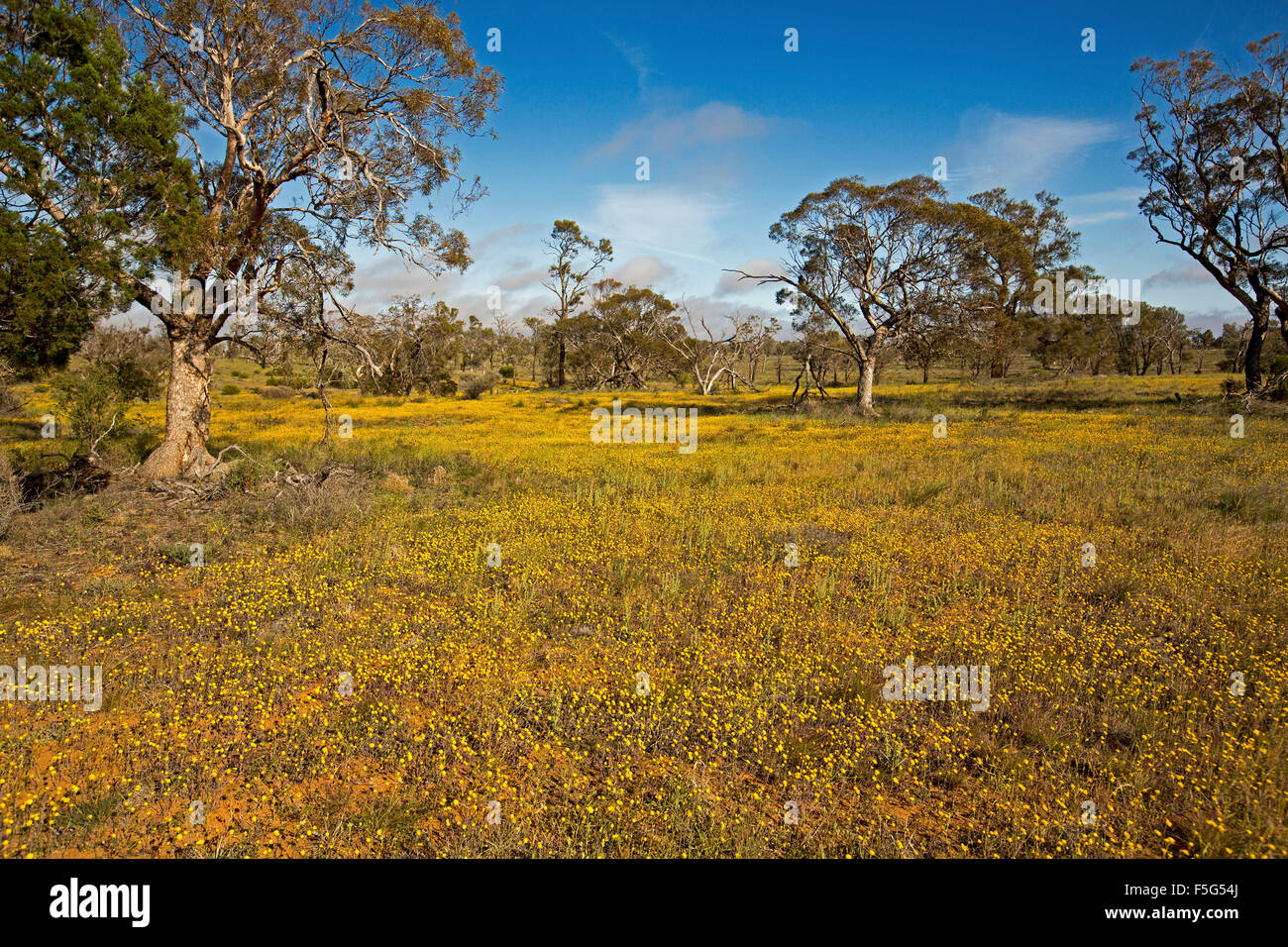 Victorian Wildflowers High Resolution Stock Photography and Images - Alamy