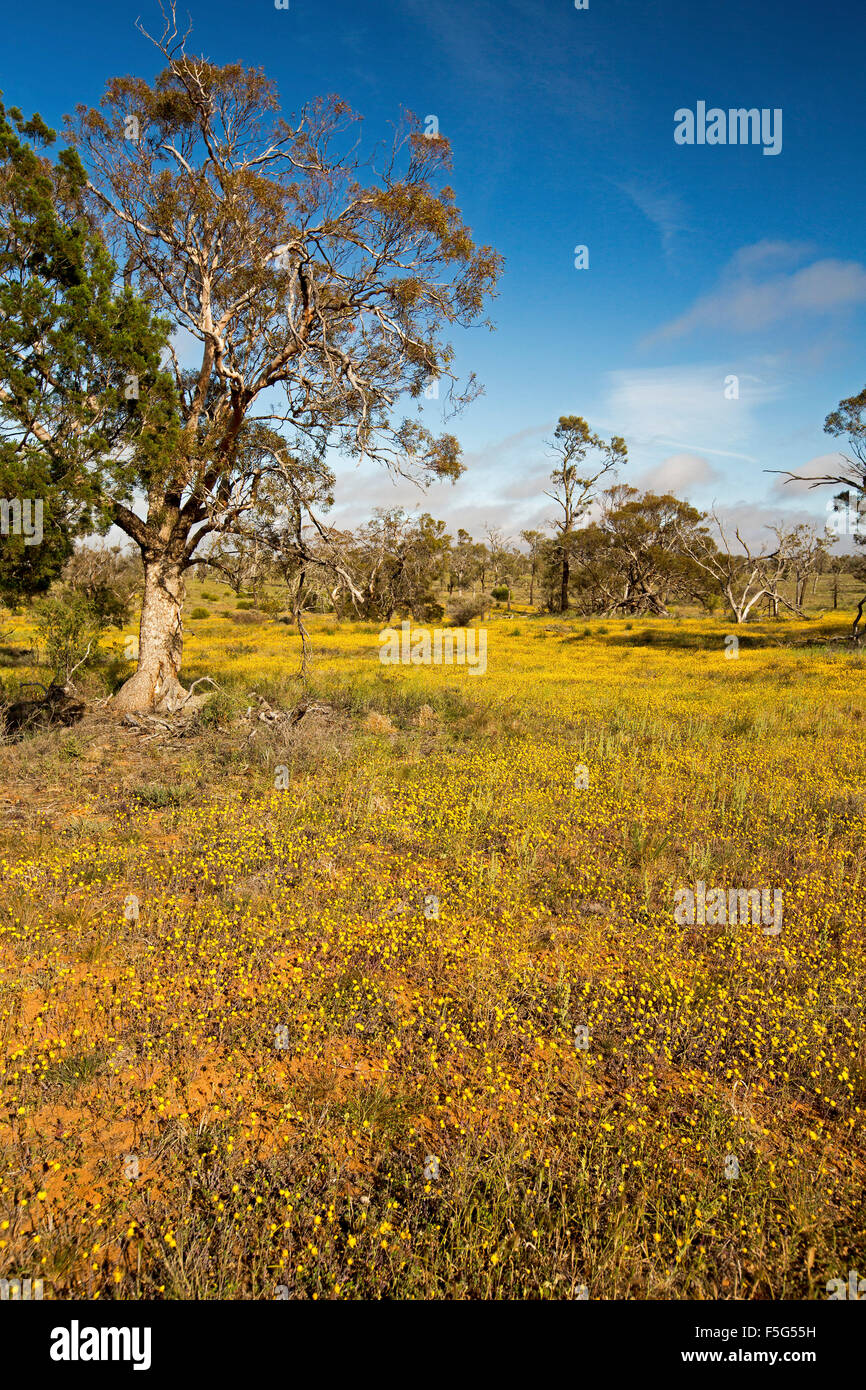 Victorian wildflowers hi-res stock photography and images - Alamy