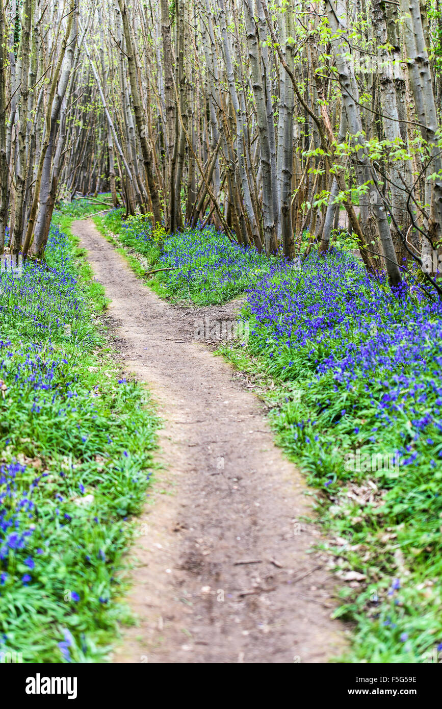 Challock wood hi-res stock photography and images - Alamy