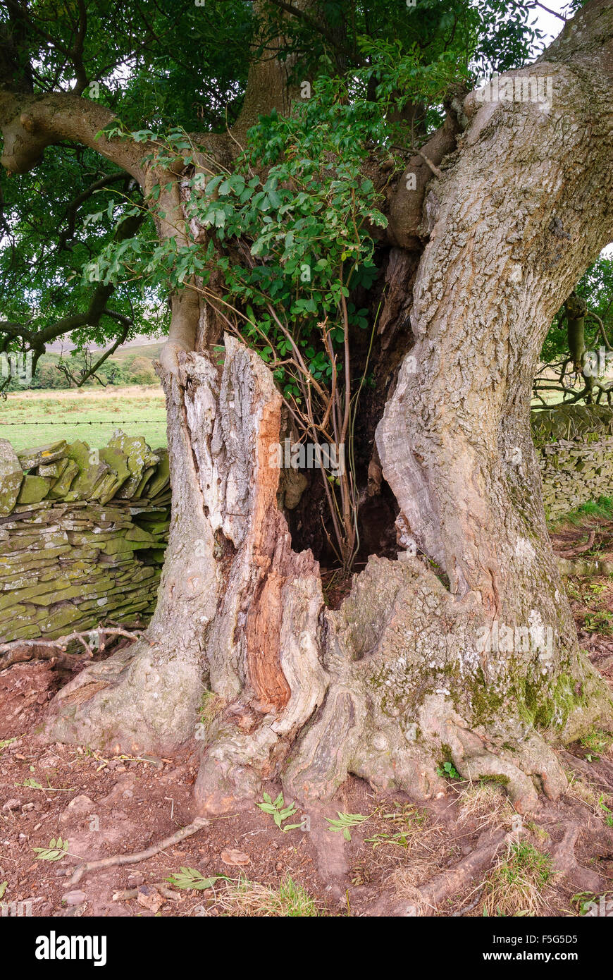 Ancient Ash Tree Stock Photo - Alamy