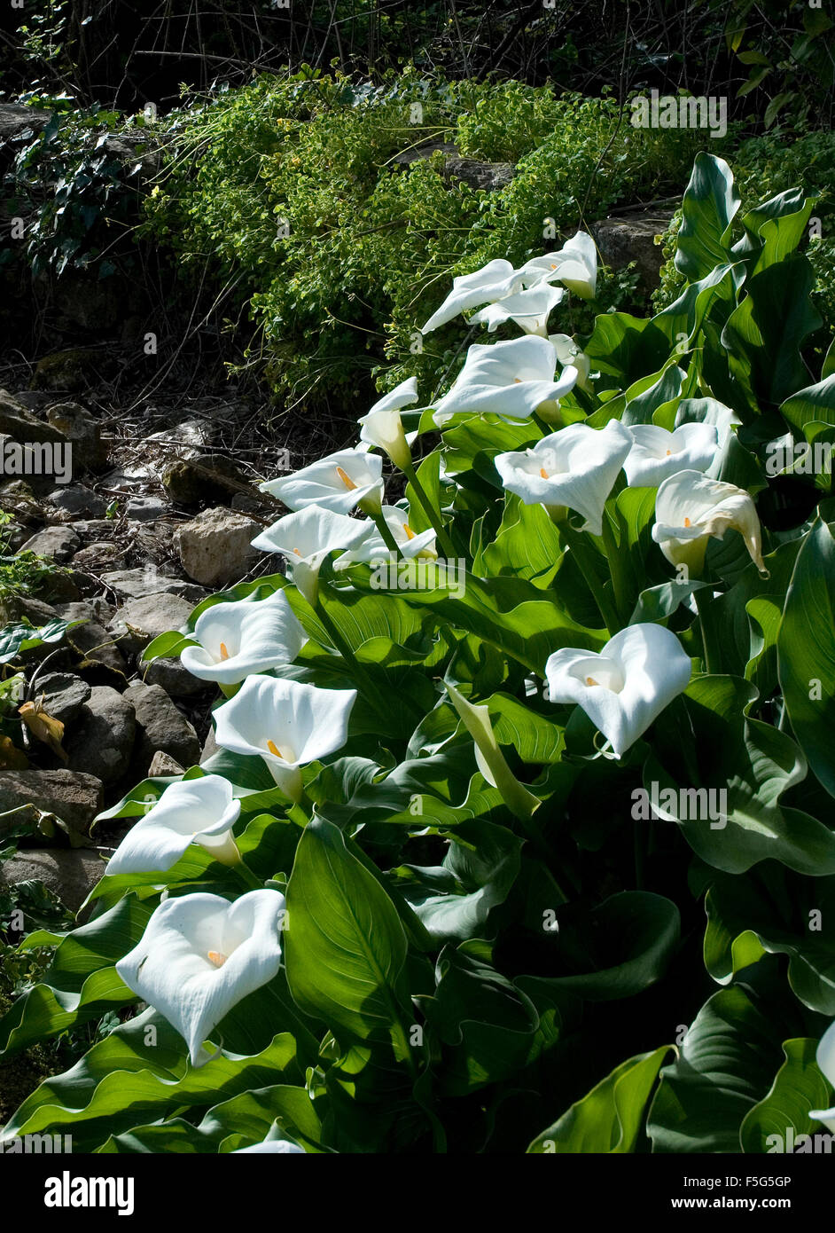 Zantedechia aethiopica hi-res stock photography and images - Alamy