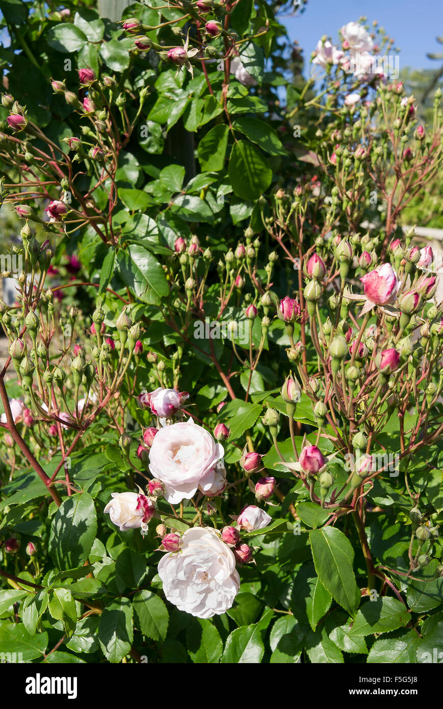 June rose flower hi-res stock photography and images - Alamy