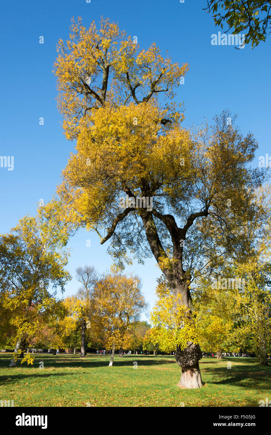 Autumn Uk Ash Tree Stock Photos & Autumn Uk Ash Tree Stock Images - Alamy
