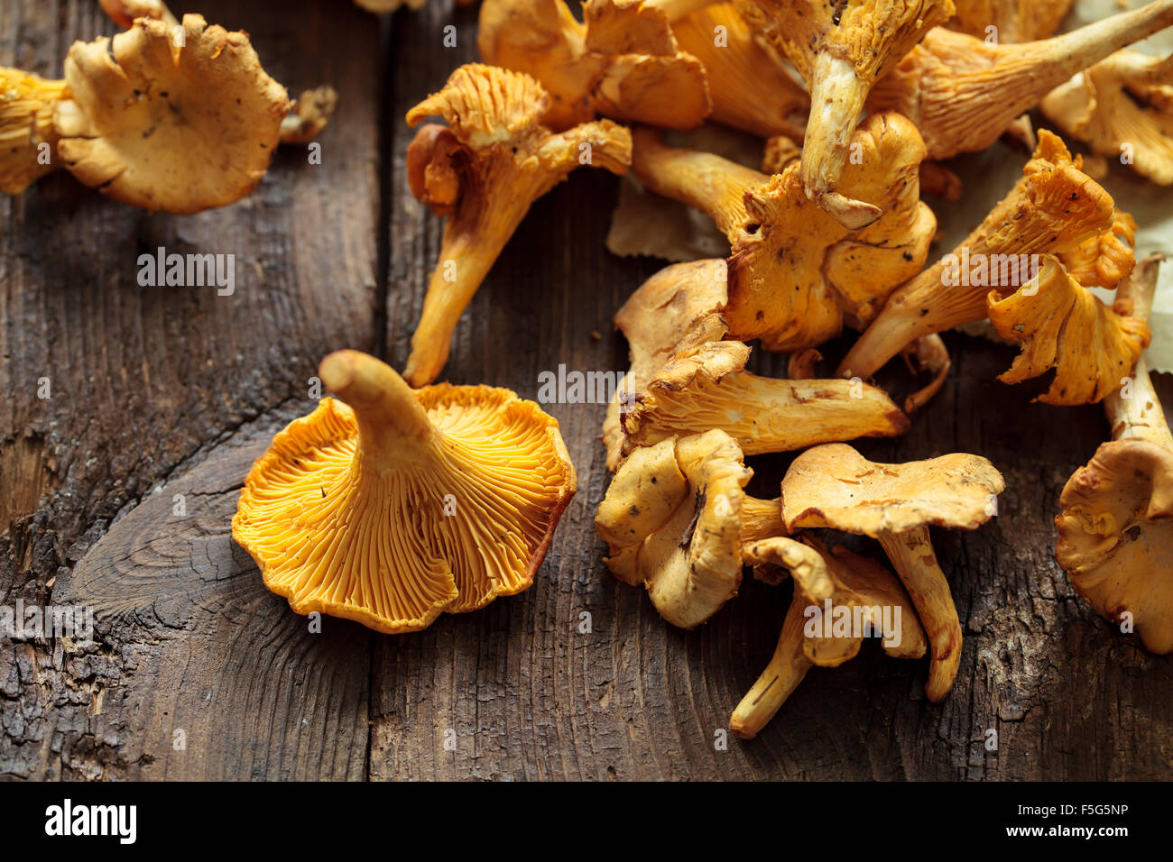 Wild girolle mushrooms Stock Photo - Alamy