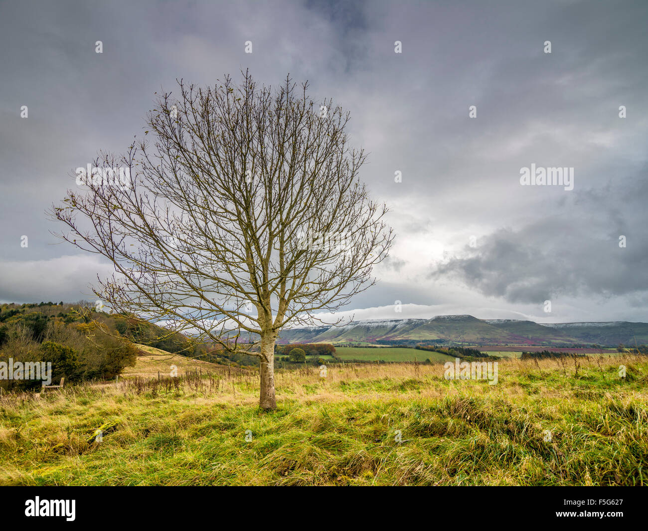 Young Ash Tree with snow capped Black Mountains in the background Stock ...