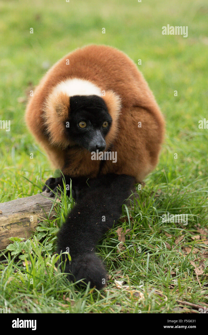 Red Ruffed Lemur Stock Photo - Alamy