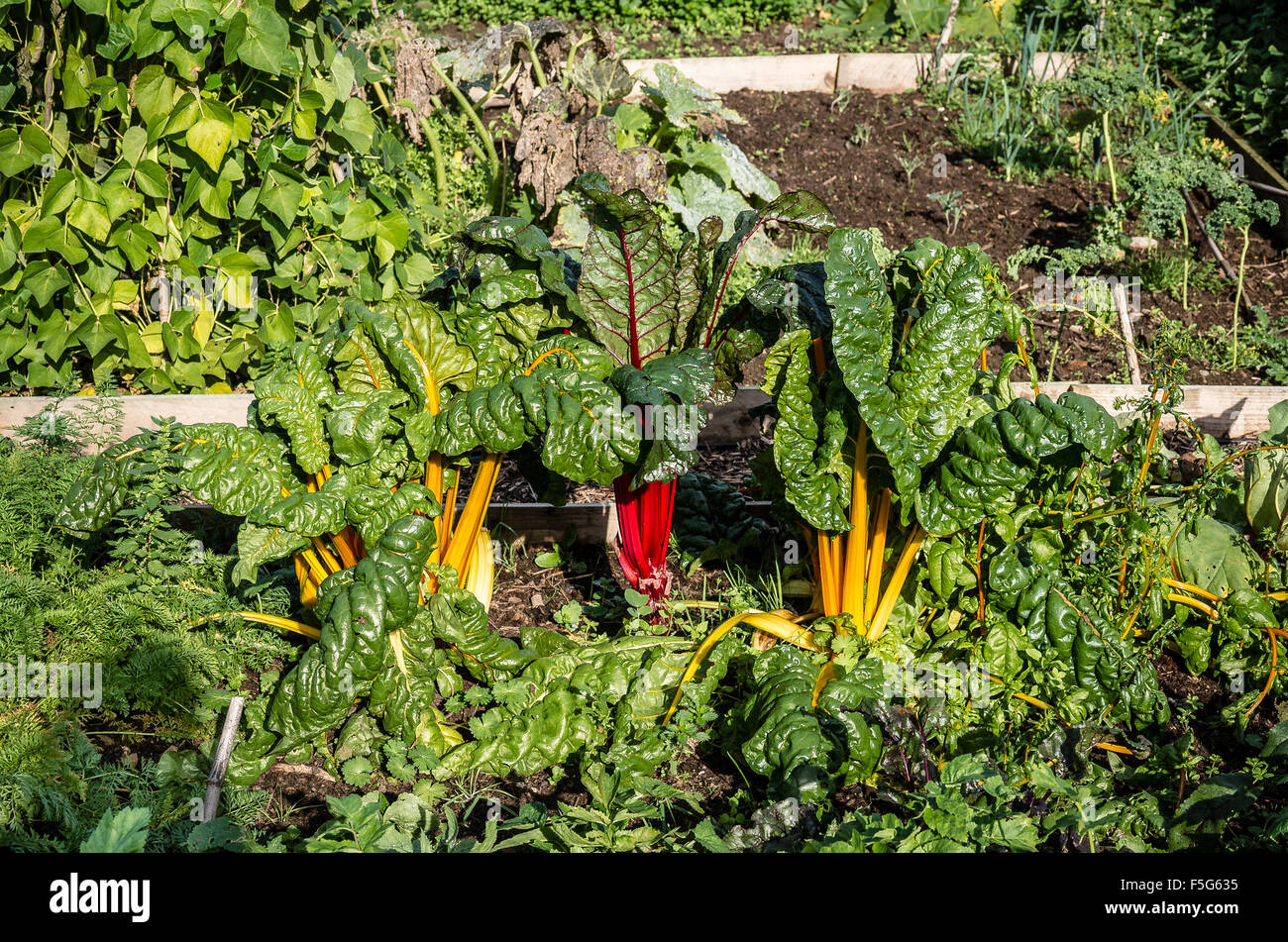 Swiss chard both red and yellow forms growing in vegetable bed in ...