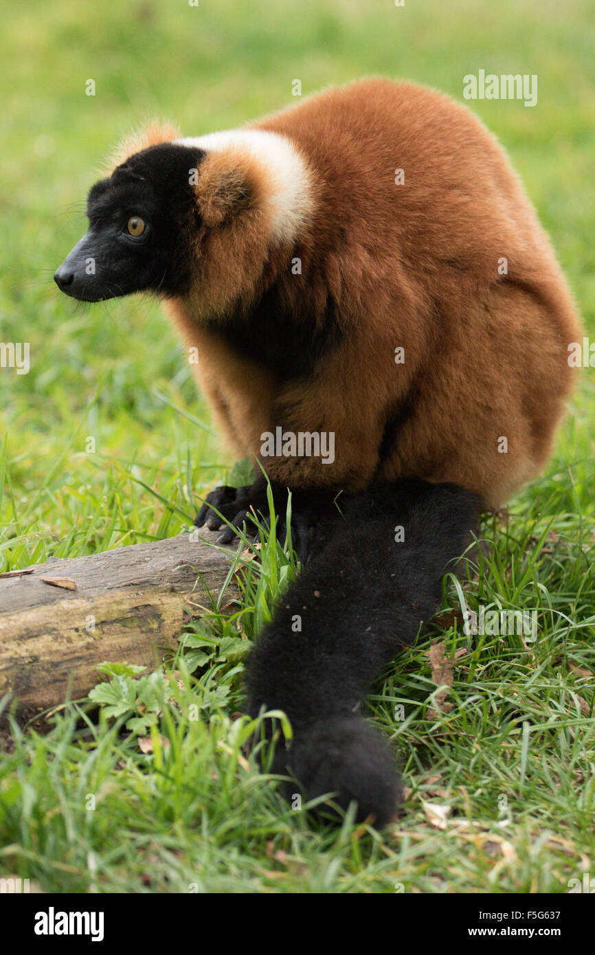 Red ruffed lemur threatened hi-res stock photography and images - Alamy