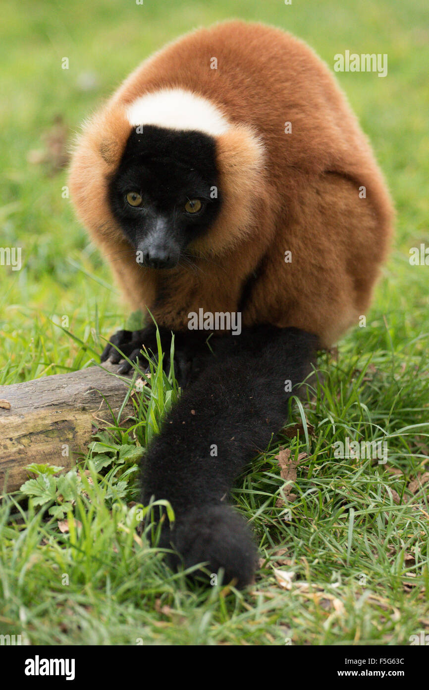 Red Ruffed Lemur Stock Photo - Alamy