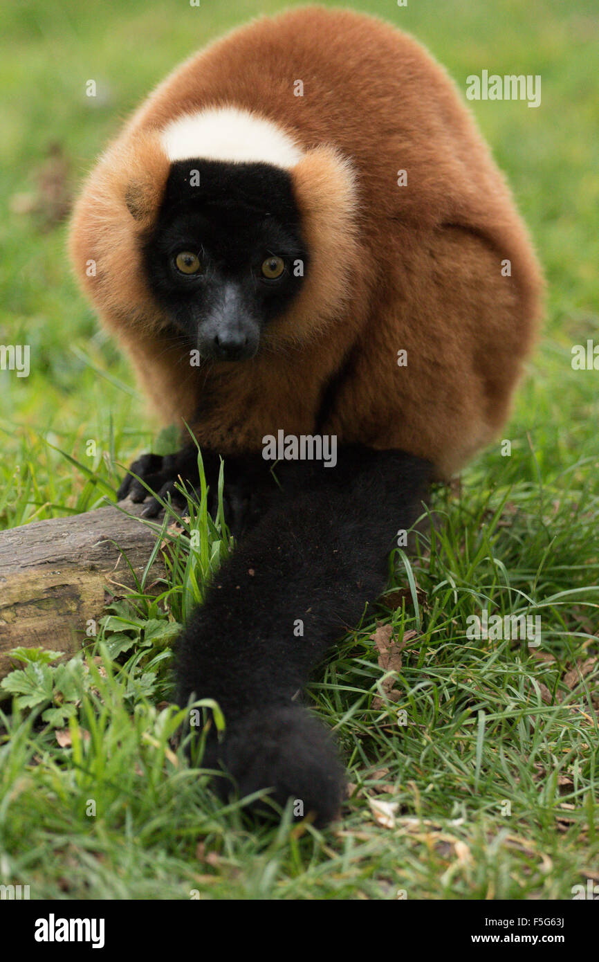 Red Ruffed Lemur Stock Photo - Alamy