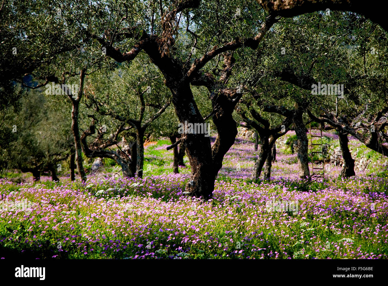 Spring flowers in olive grove, Greece Stock Photo - Alamy