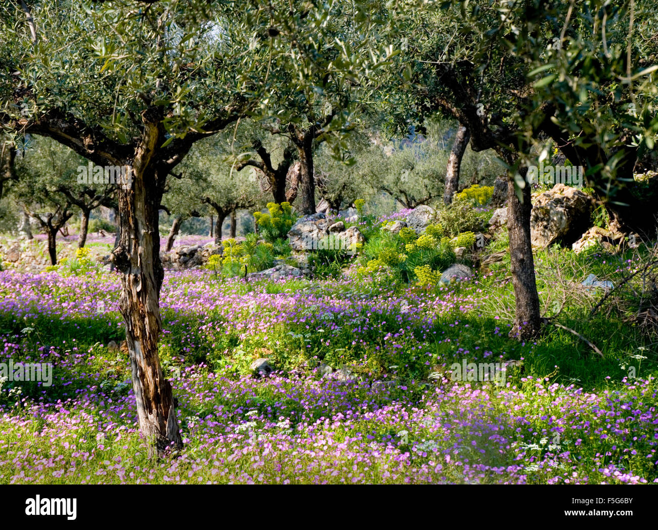 Spring flowers in olive grove, Greece Stock Photo - Alamy