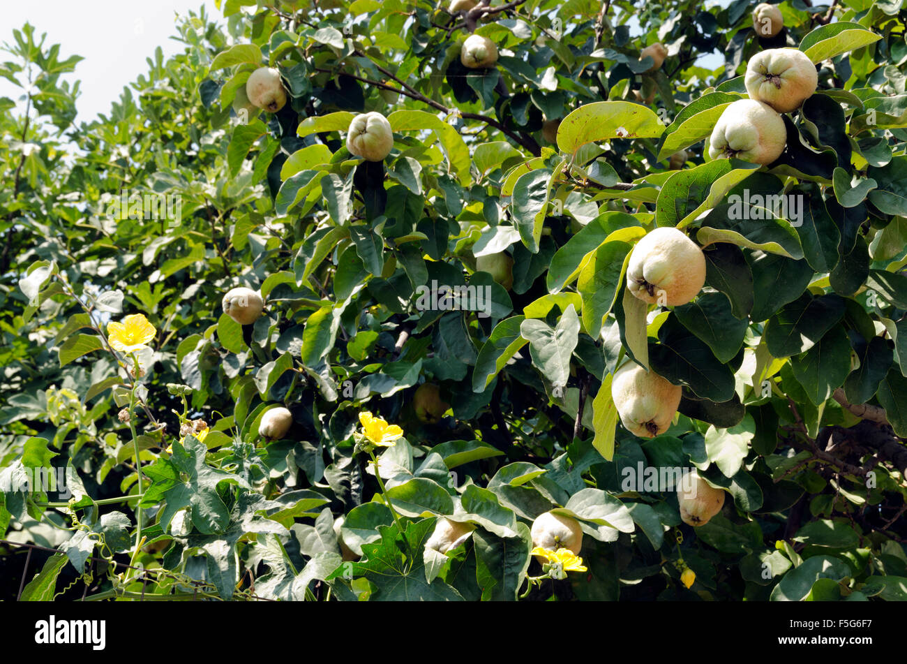 Lot of quince fruit in the sun, picture from the North of Greece Stock ...
