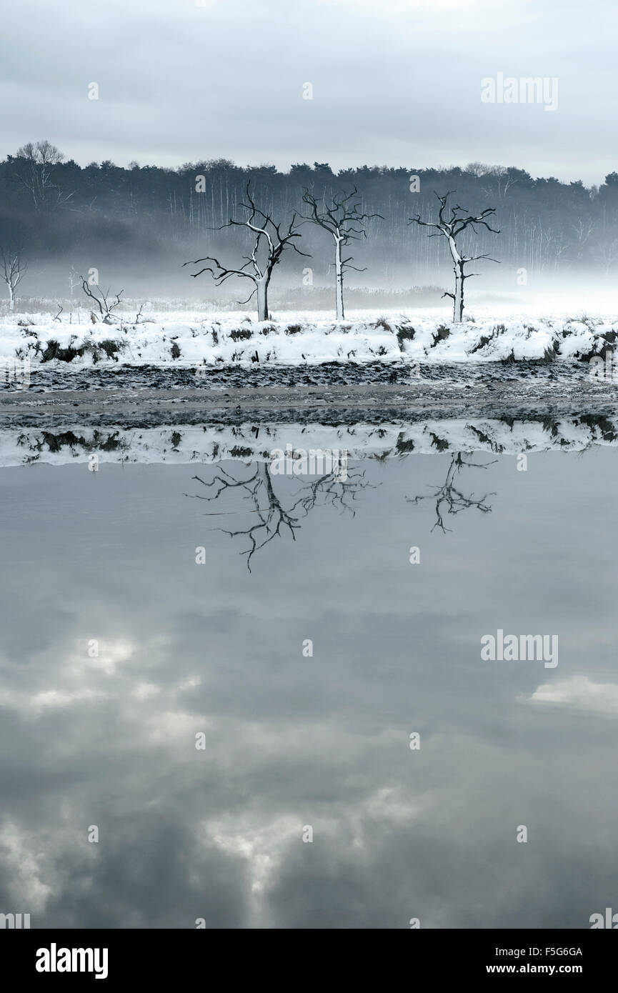 Group of three trees in a snow covered landscape Stock Photo - Alamy