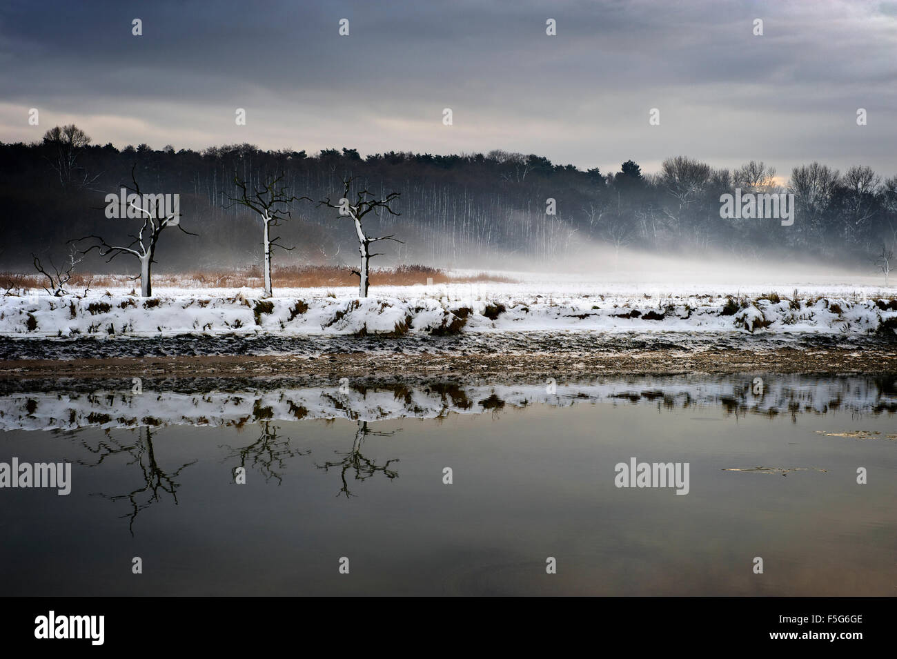 Group of three trees in a snow covered landscape Stock Photo - Alamy