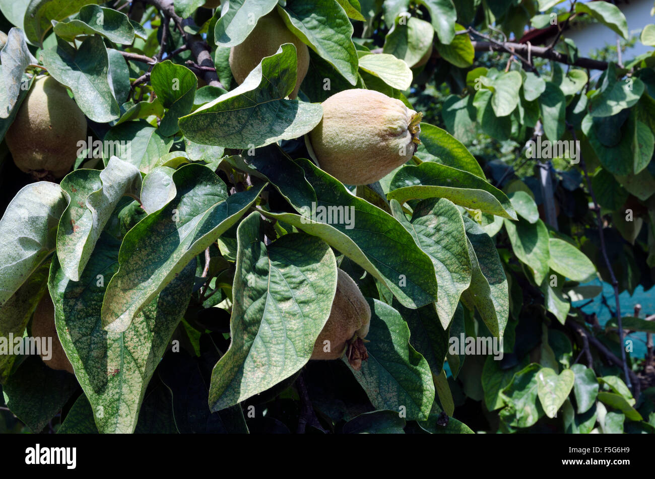 Quince (Cydonia oblonga) in the sun, picture from the North of Greece ...
