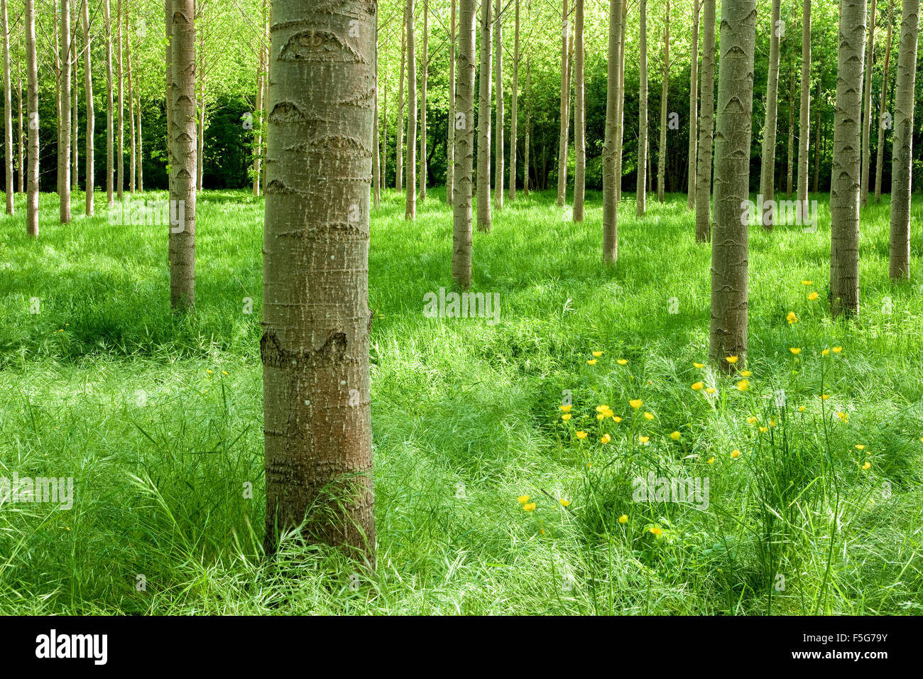 Poplar trees in a spring field Stock Photo - Alamy