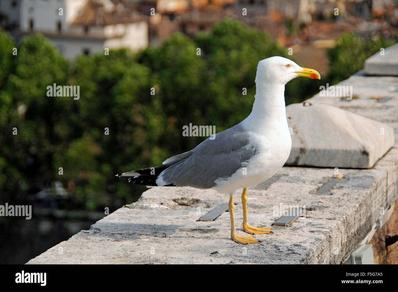 Seagull side view bird hi-res stock photography and images - Alamy