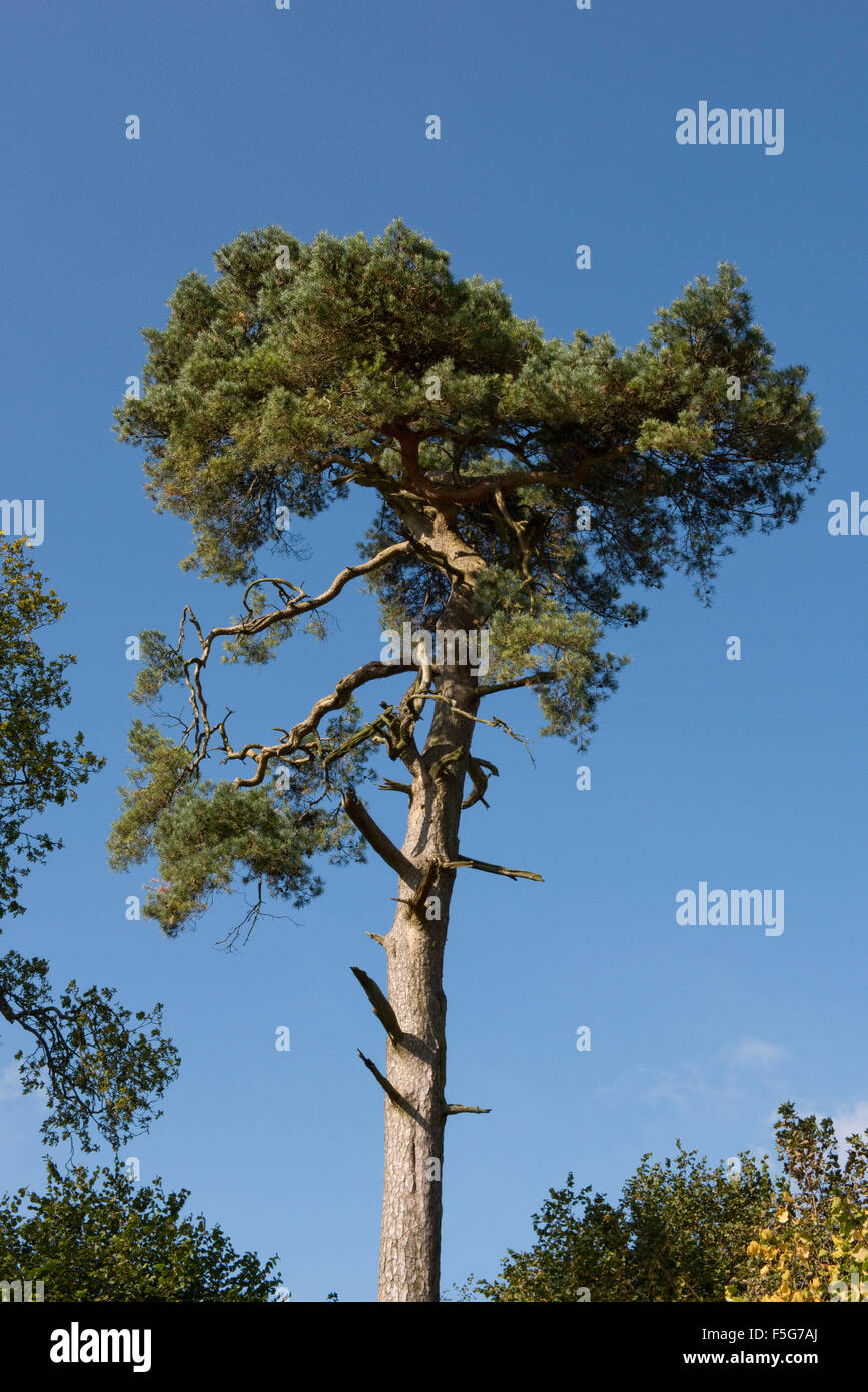Top growth on a Scot's pine tree, Pinus sylvestris, with sparse foliage ...