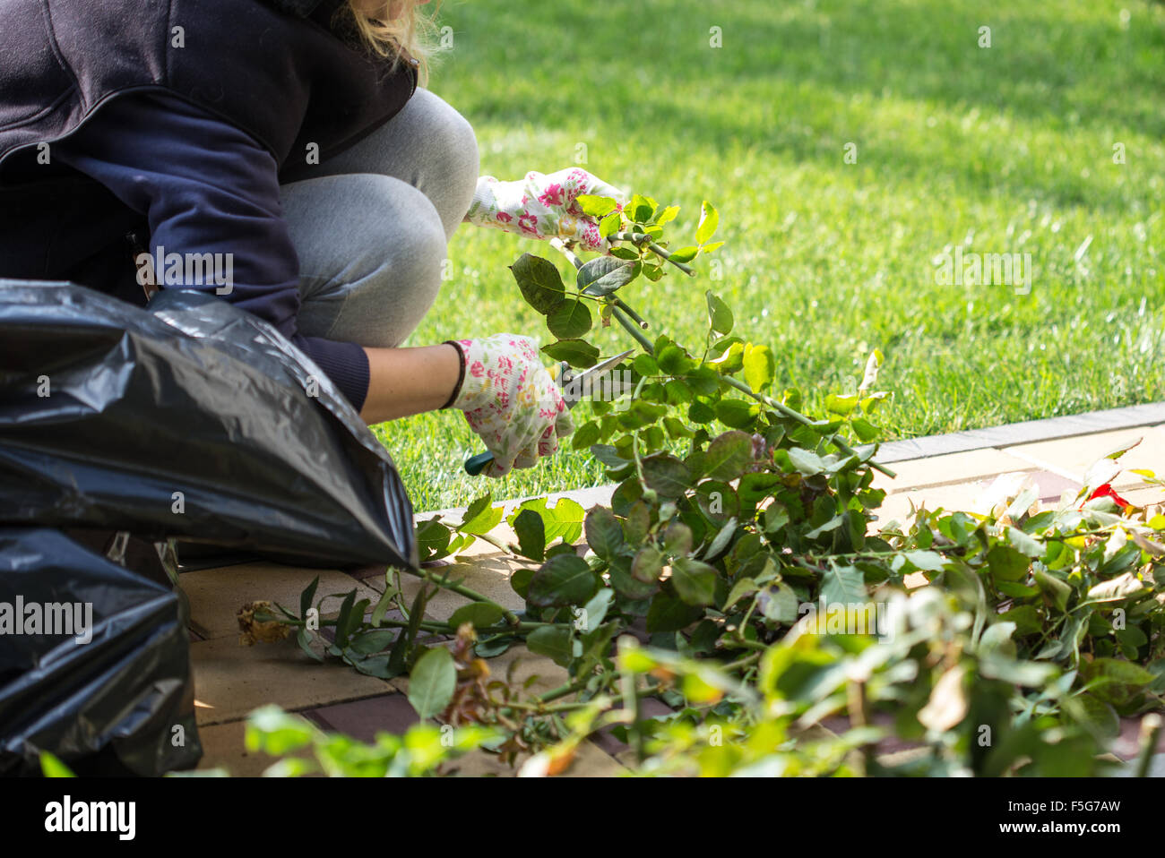 White house rose bushes hi-res stock photography and images - Alamy