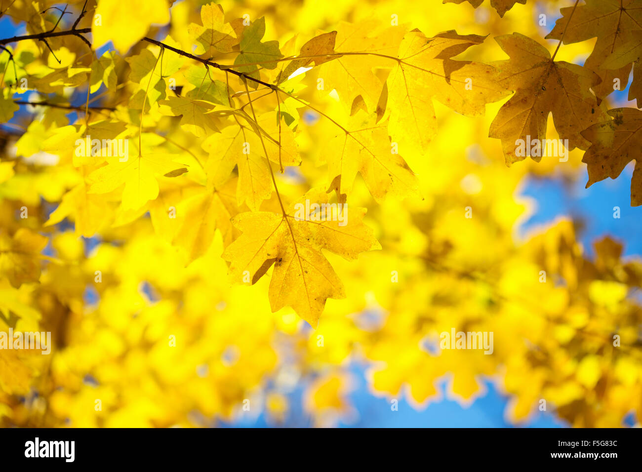 Autumn background with yellow leaves Stock Photo - Alamy