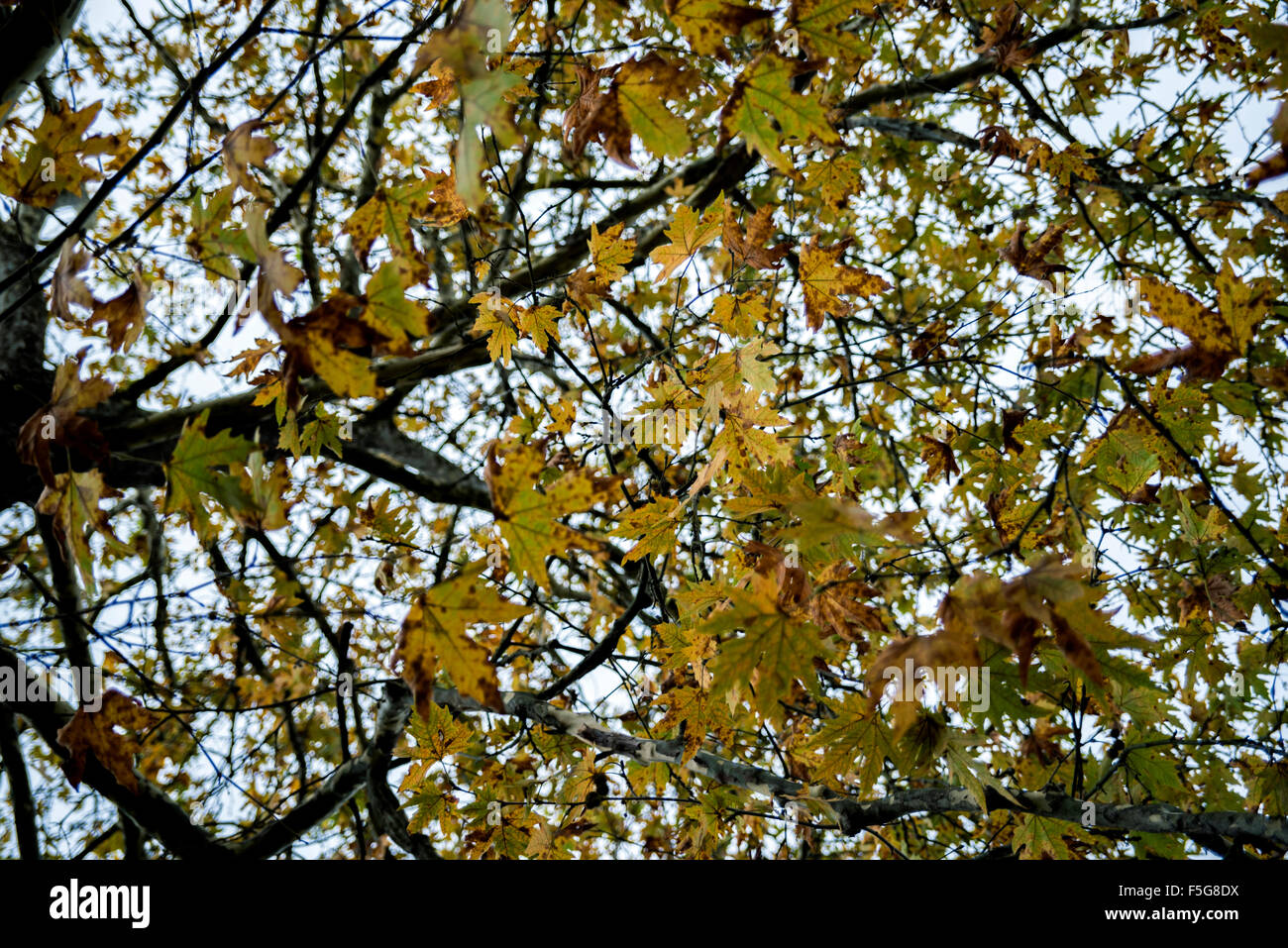Autum hi-res stock photography and images - Alamy