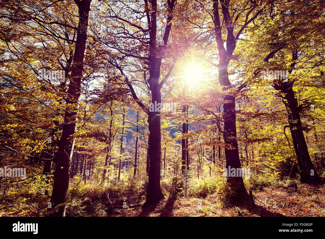 Retro toned picture of autumnal forest Stock Photo - Alamy
