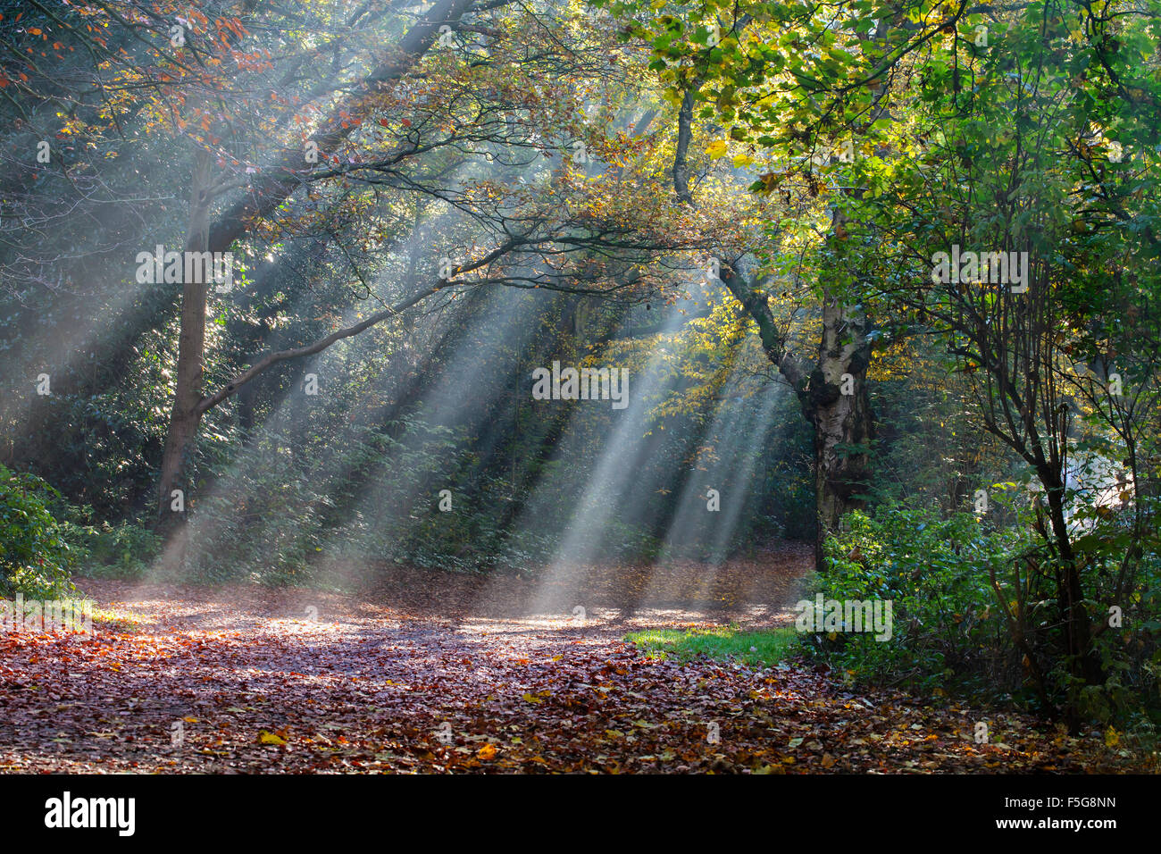 Light park hi-res stock photography and images - Alamy