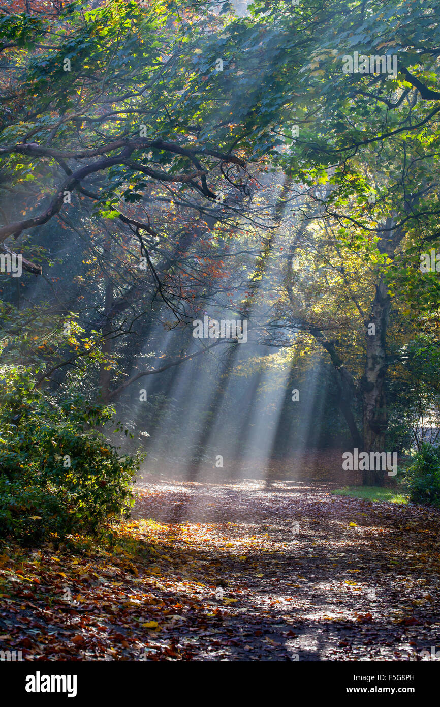 Morning light in autumn park Stock Photo - Alamy