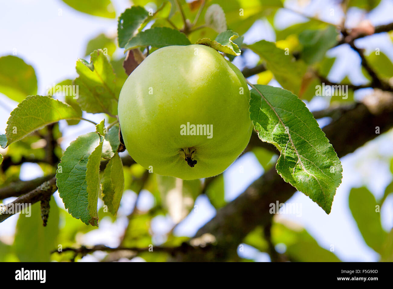 Green ripe apple tree hi-res stock photography and images - Alamy