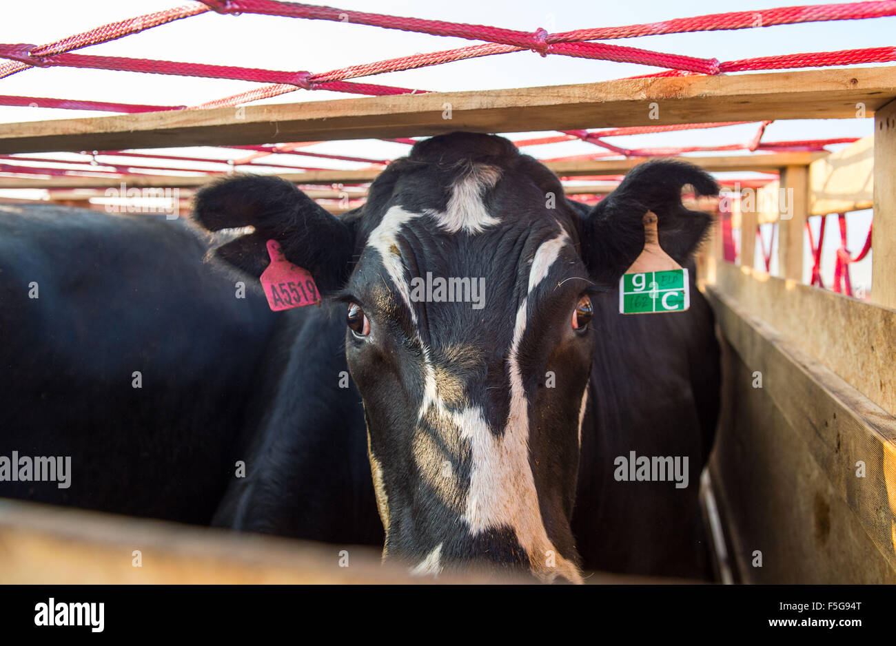 Live cattle transportation hi-res stock photography and images - Alamy