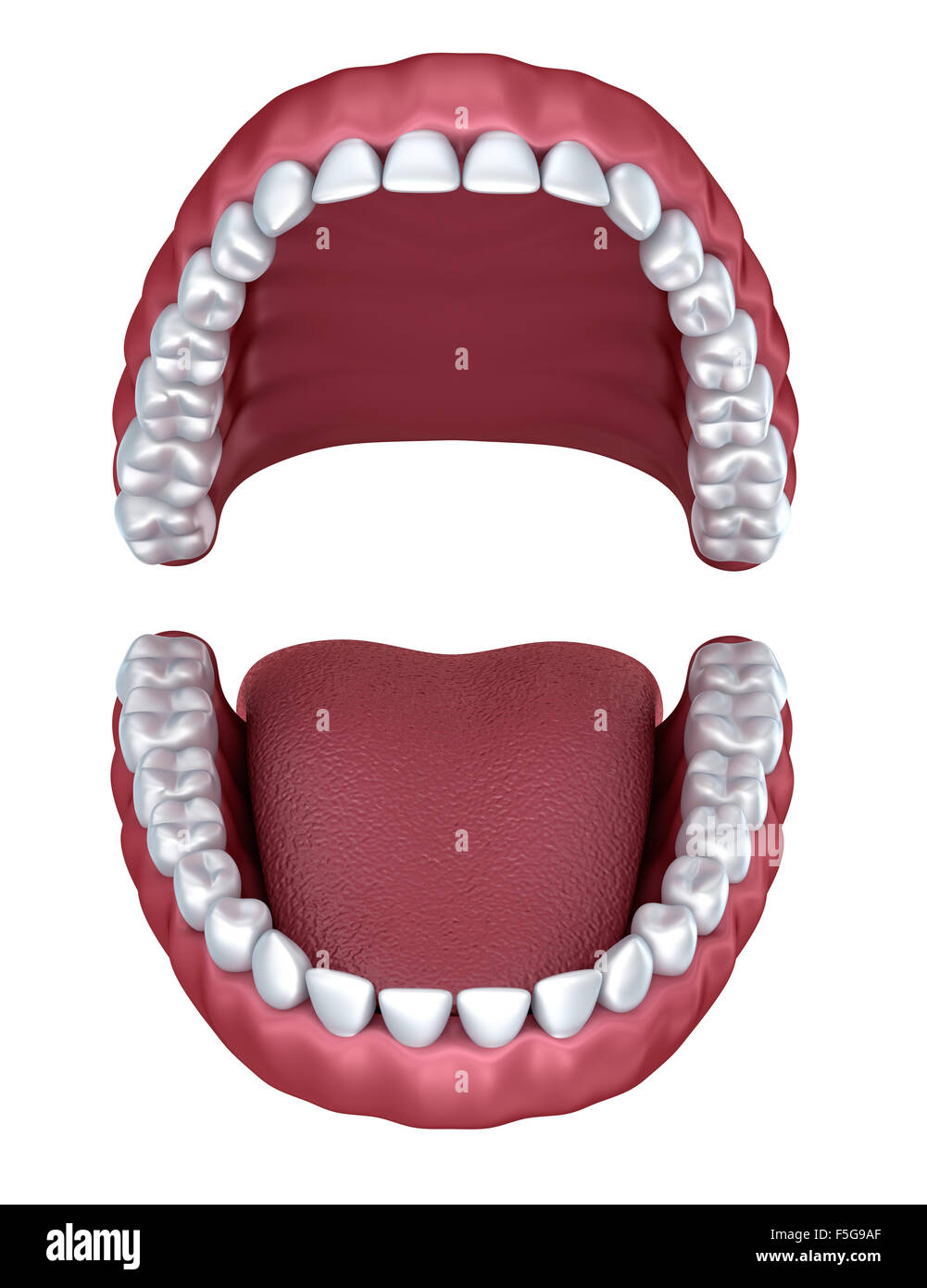 3d open denture isolated on white Stock Photo - Alamy
