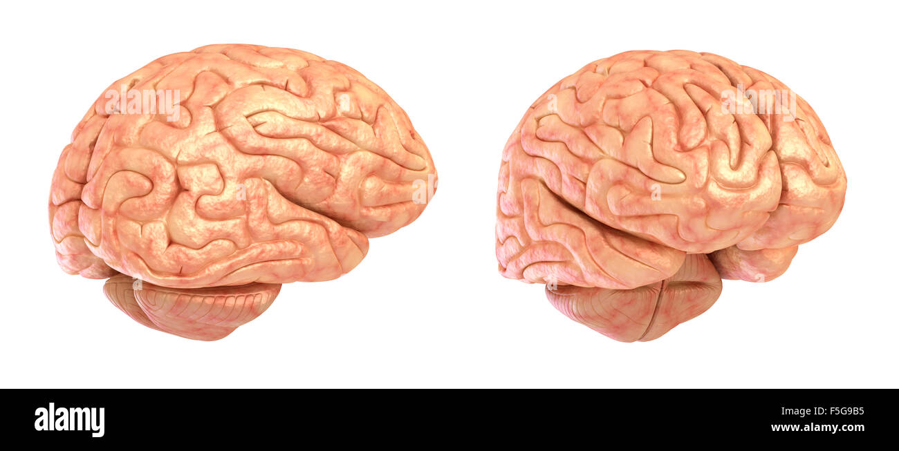 Nervous system diagram hi-res stock photography and images - Alamy