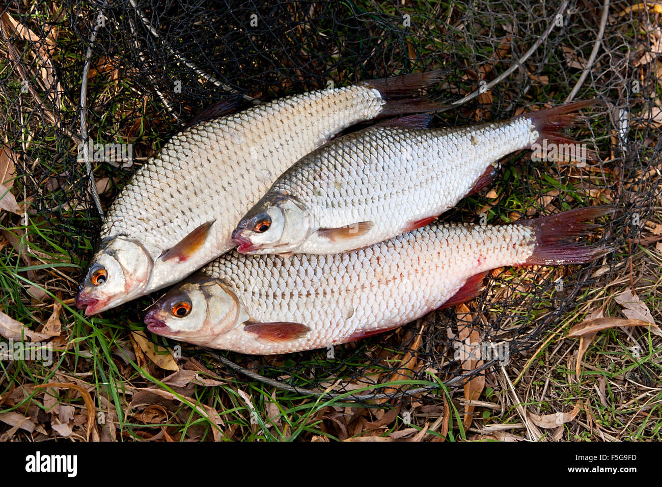 Freshwater roach fish just taken from the water. Several of roach fish ...