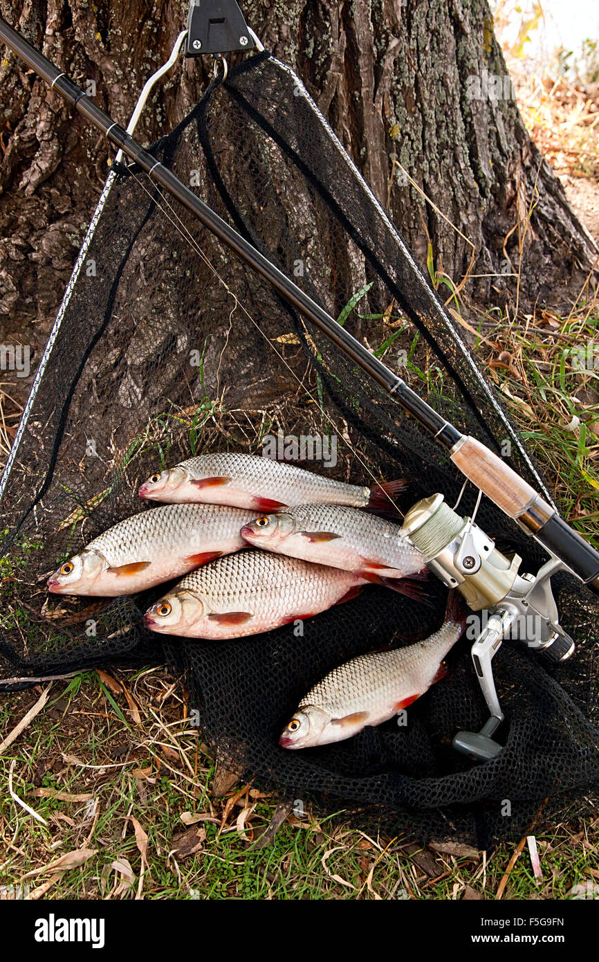 Roach fish and bream freshwater fish just taken from the water. Several ...