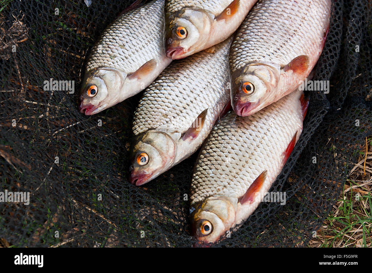 Freshwater roach fish just taken from the water. Several of roach fish ...