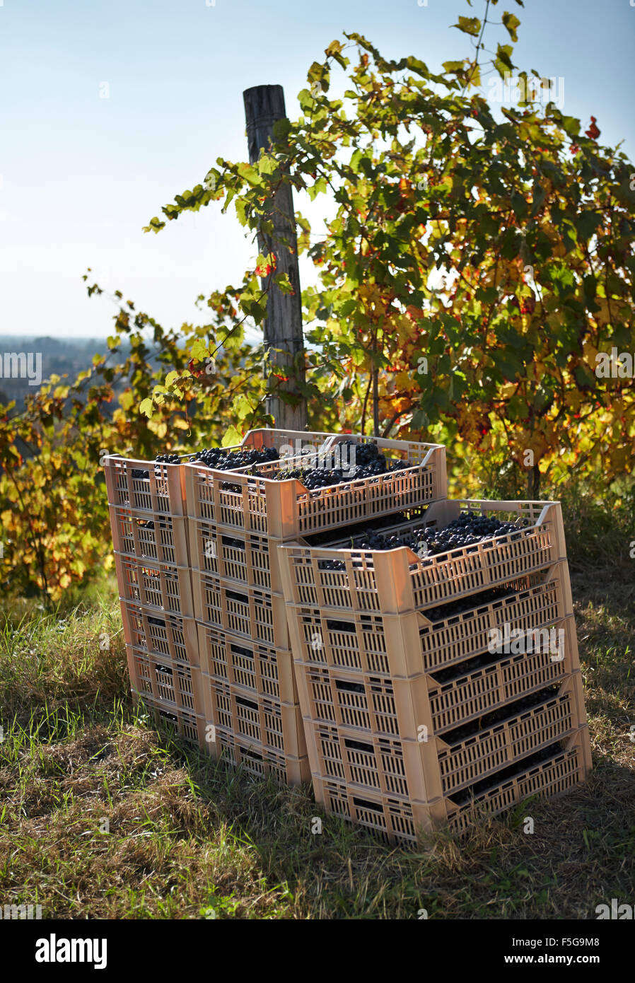 Freshly harvested grapes stacked in crates in the vineyard Stock Photo ...
