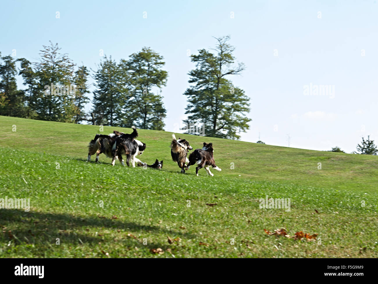 A pack of sheep dogs running free through a large open green field ...