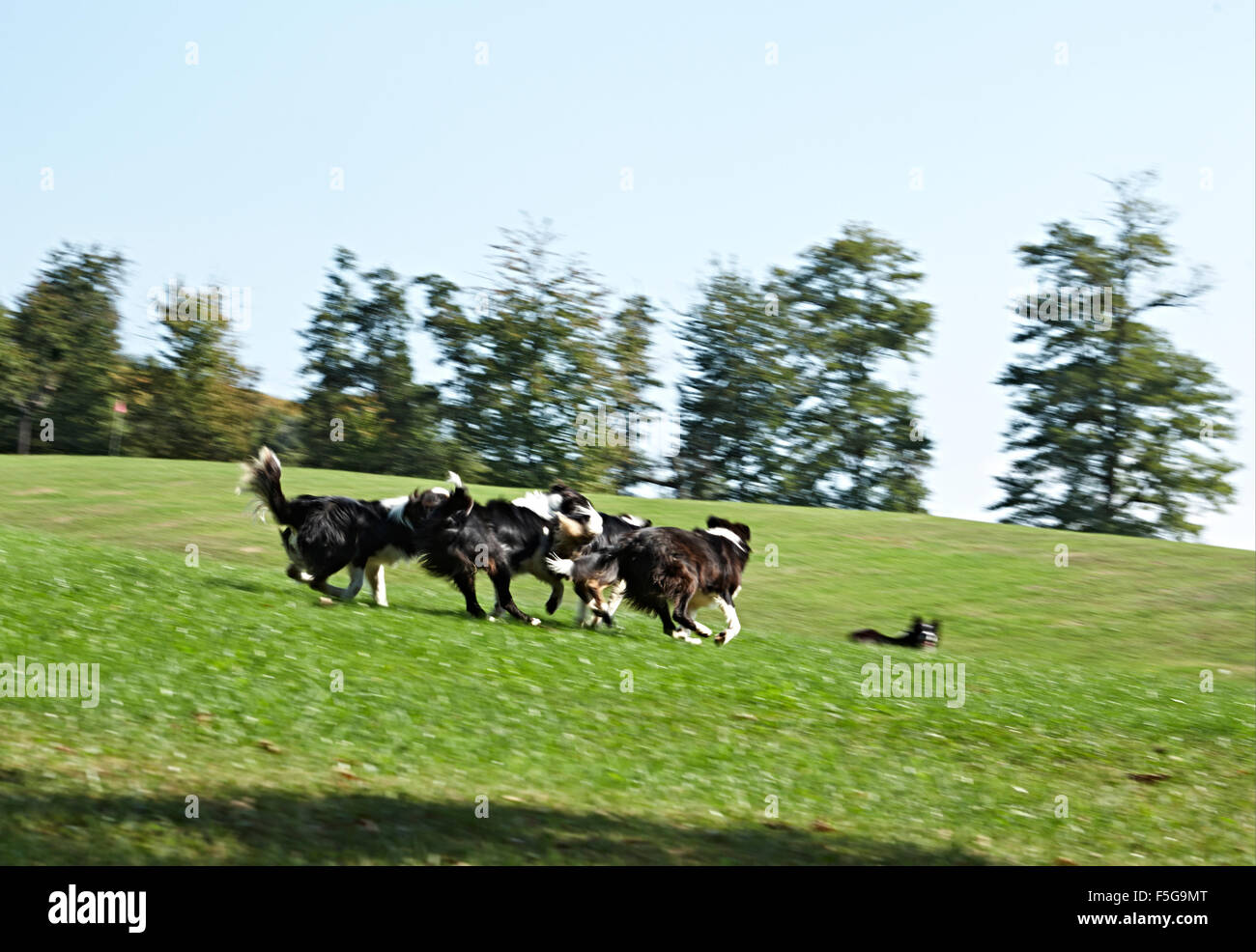 Border collies playing hi-res stock photography and images - Alamy