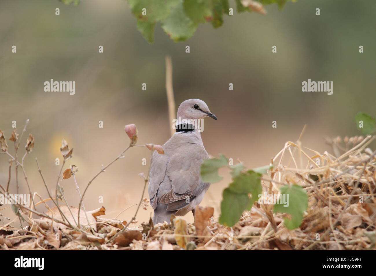 Ring necked dove hi-res stock photography and images - Alamy
