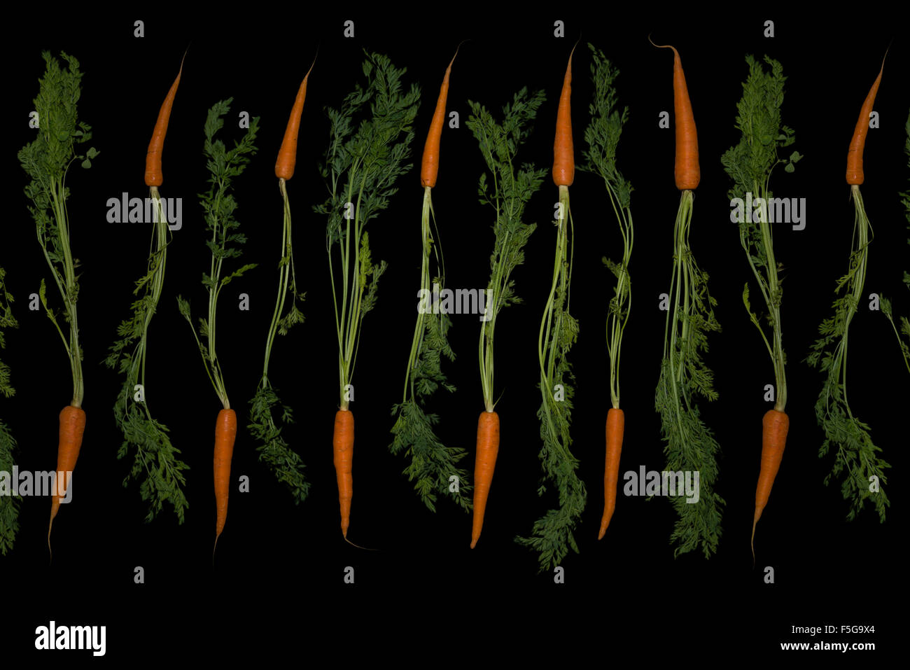 Carrots in lines on a black background Stock Photo - Alamy