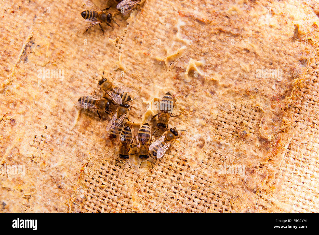 Busy bees, close up view of the working bees. Close up showing some ...