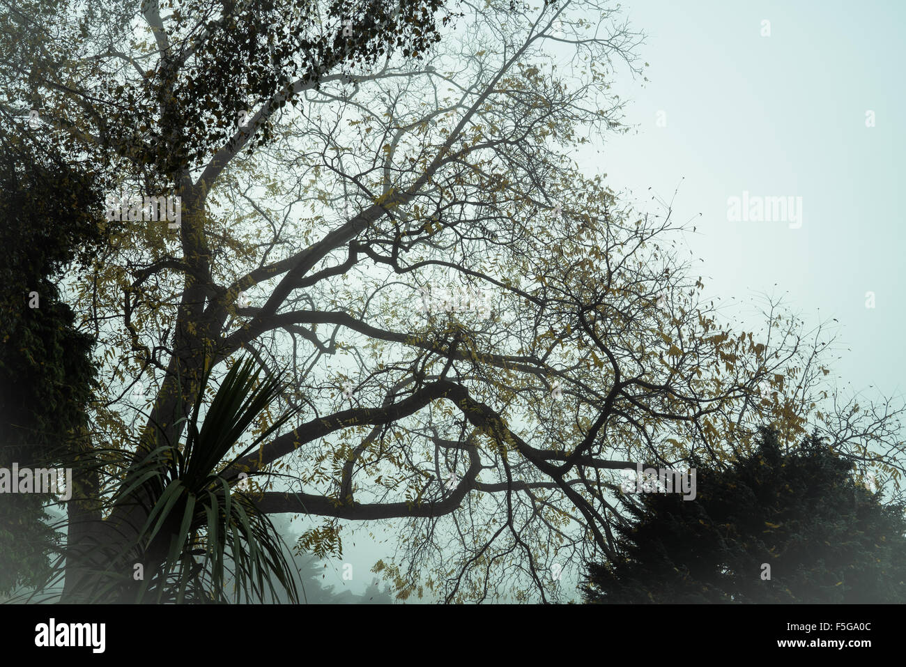 Heavy mist hi-res stock photography and images - Alamy