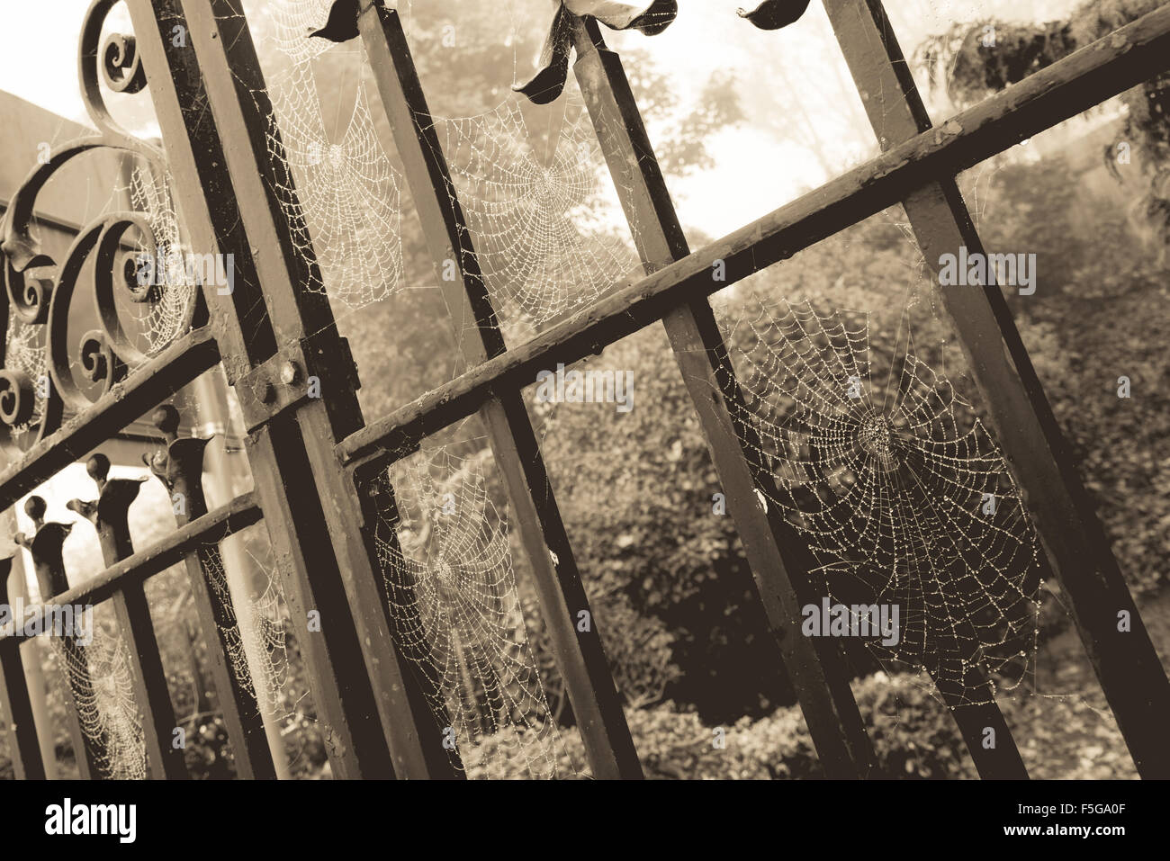 Spider web gate hi-res stock photography and images - Alamy