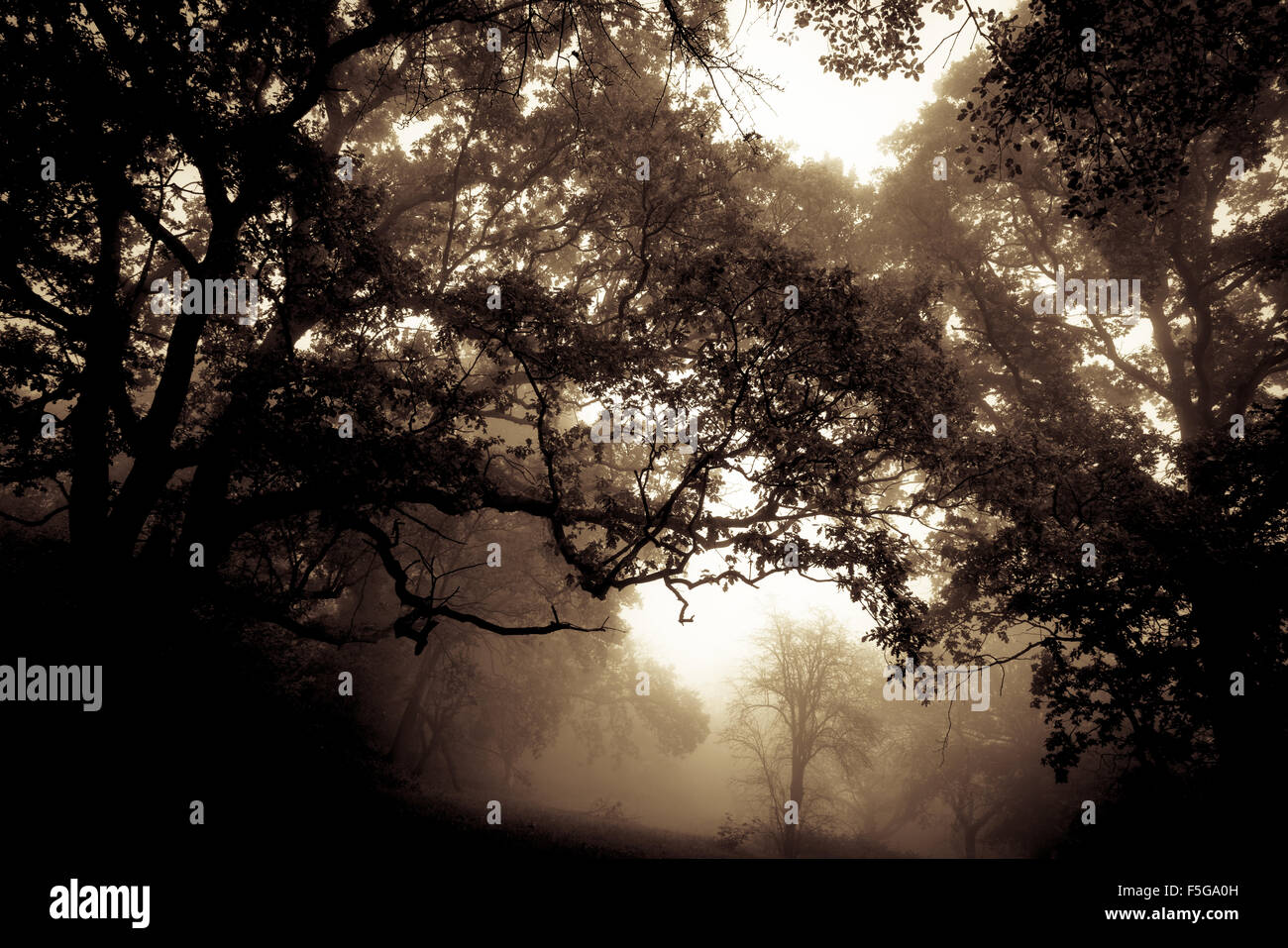 Misty dark haunted hi-res stock photography and images - Alamy