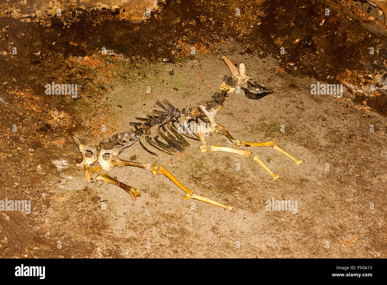 Limestone formations on the wall of an underground cave. Bones of ...